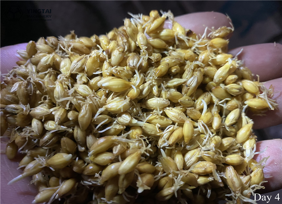 How the Malt Grows in the Germination Stage? - Laizhou Yingtai ...