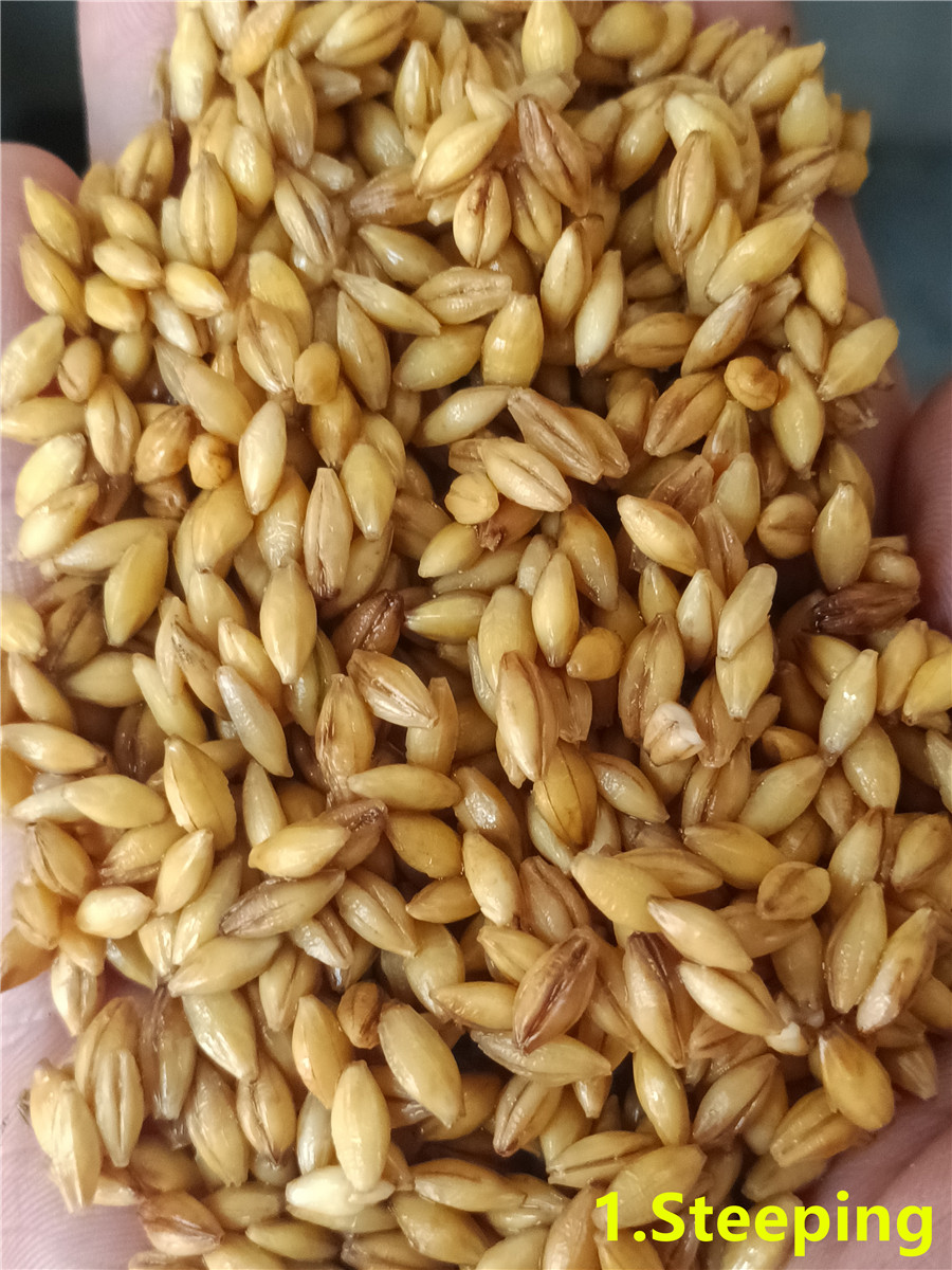 1T Tank Malting System Successfully Tested for Our Denmark Customer ...